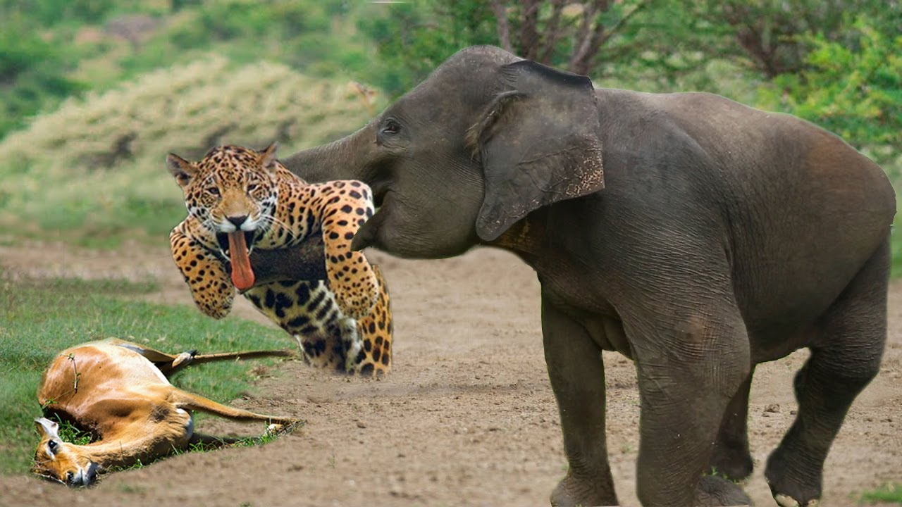 Elephant Herd Unites To Rescue Impala From Cheetah Ambush In A Display Of Incredible Teamwork